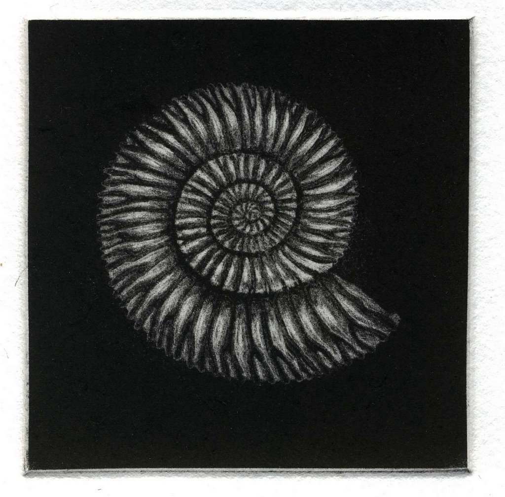 Ammonite - Molluscs Hand Coloured Etching Print by Artist Debby Mason