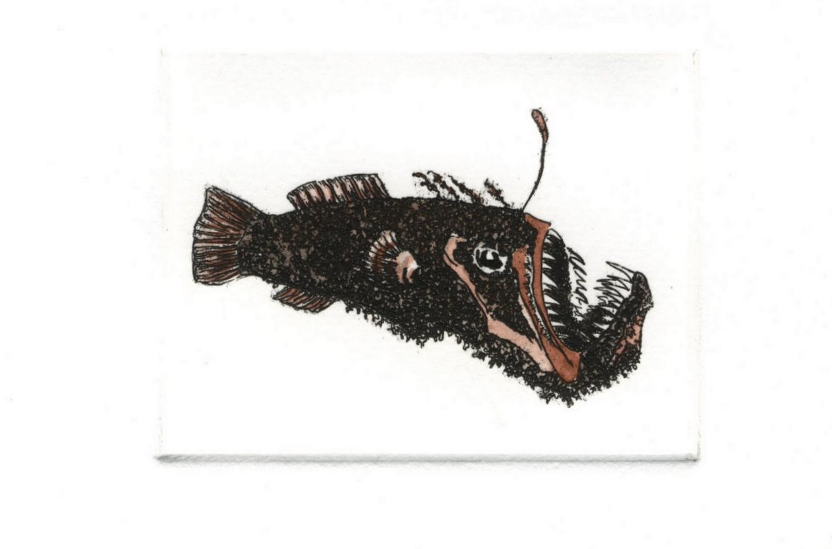 Angler Fish - Salt Water Fish (UK) Small Prints Hand Coloured Etching ...