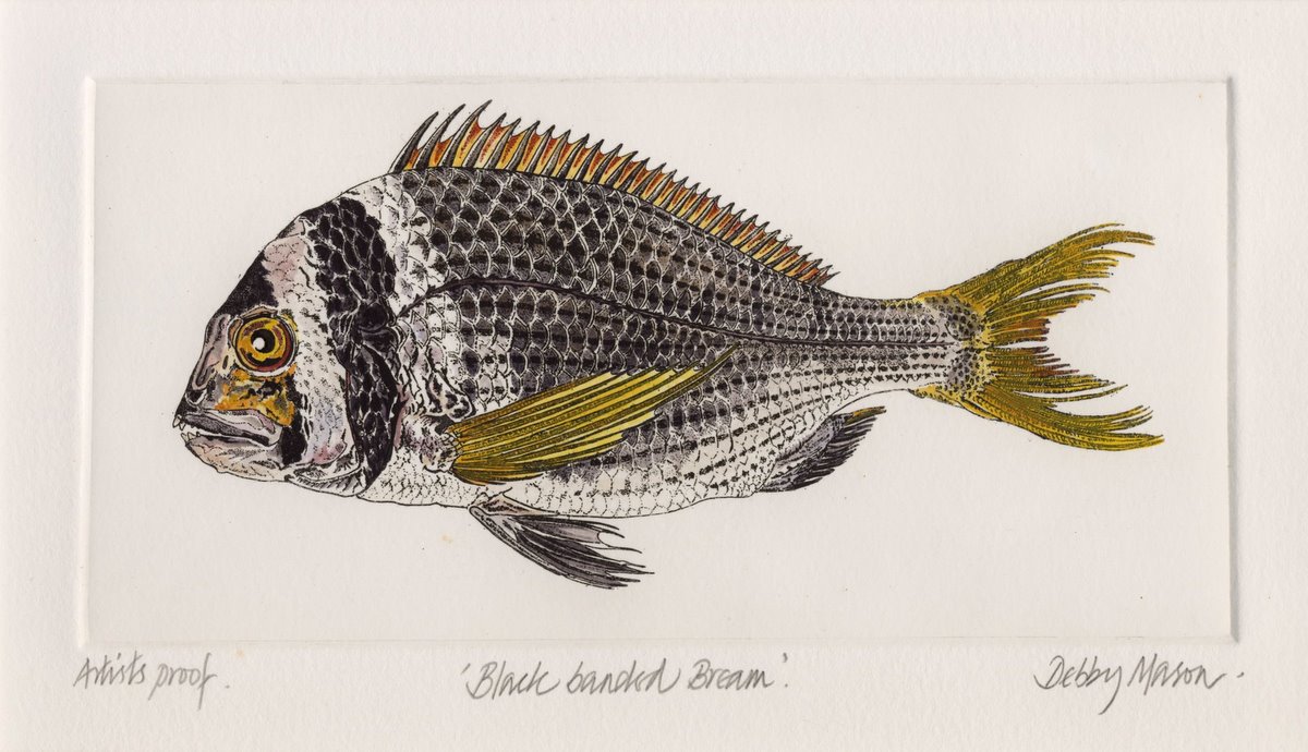 Black Banded Bream - Coral Seas Small Prints Hand Coloured Etching ...