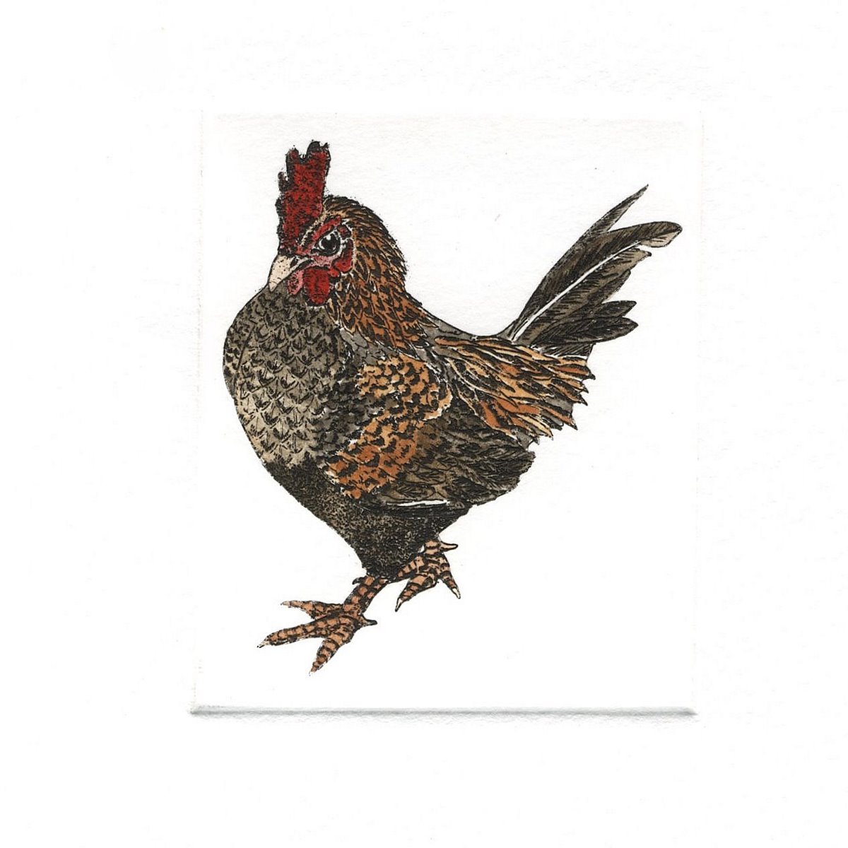 Bantam - Birds Hand Coloured Etching Print by Artist Debby Mason