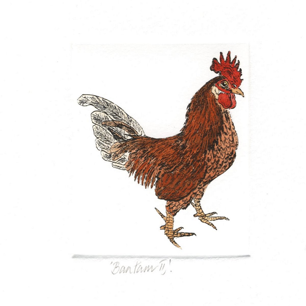 Bantam II - Birds Hand Coloured Etching Print by Artist Debby Mason