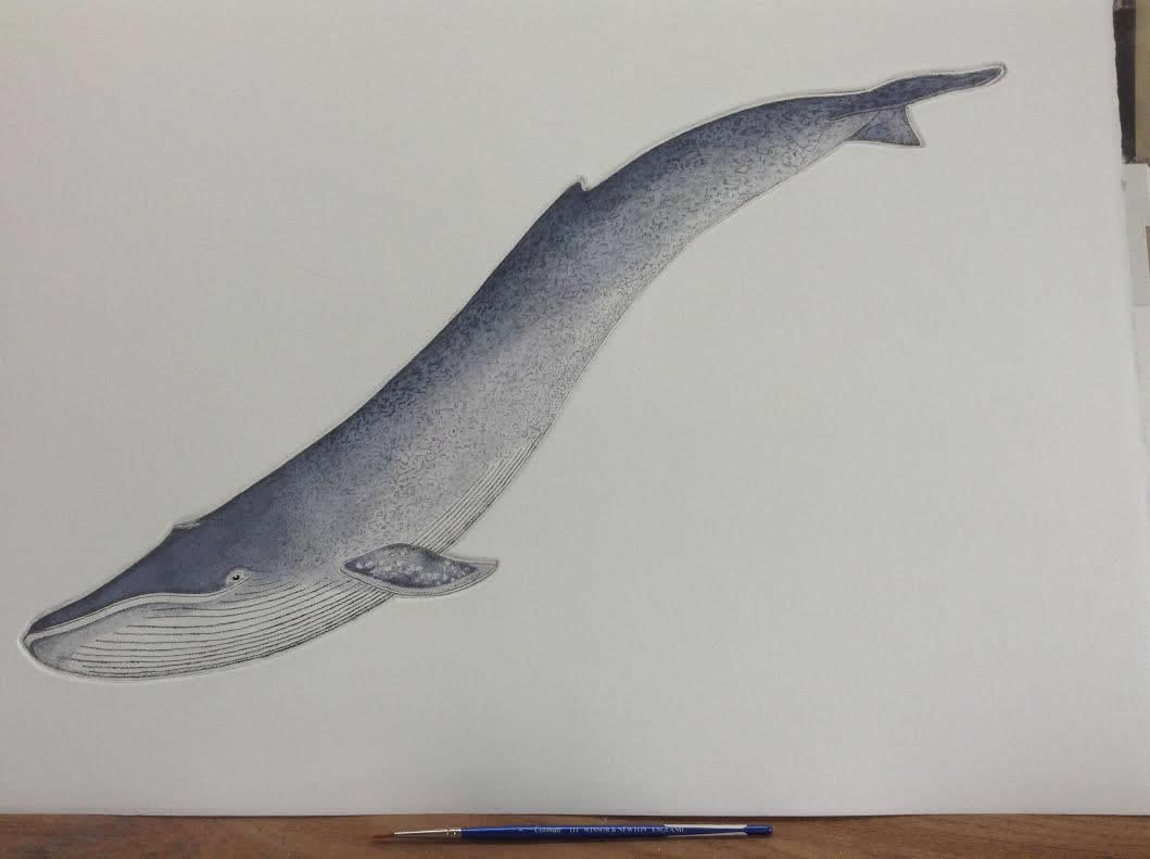Blue Whale - Cetaceans Large Prints Hand Coloured Etching Print by ...