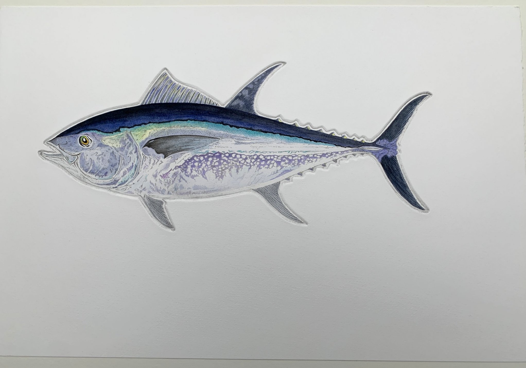 Atlantic Bluefin Tuna Drawing