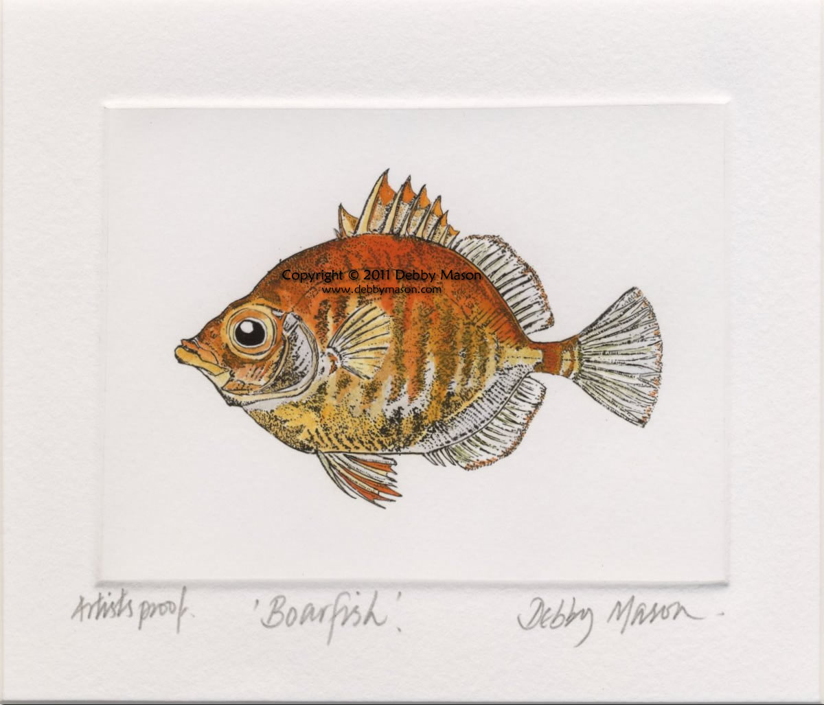 Boarfish - Salt Water Fish (UK) Small Prints Hand Coloured Etching ...