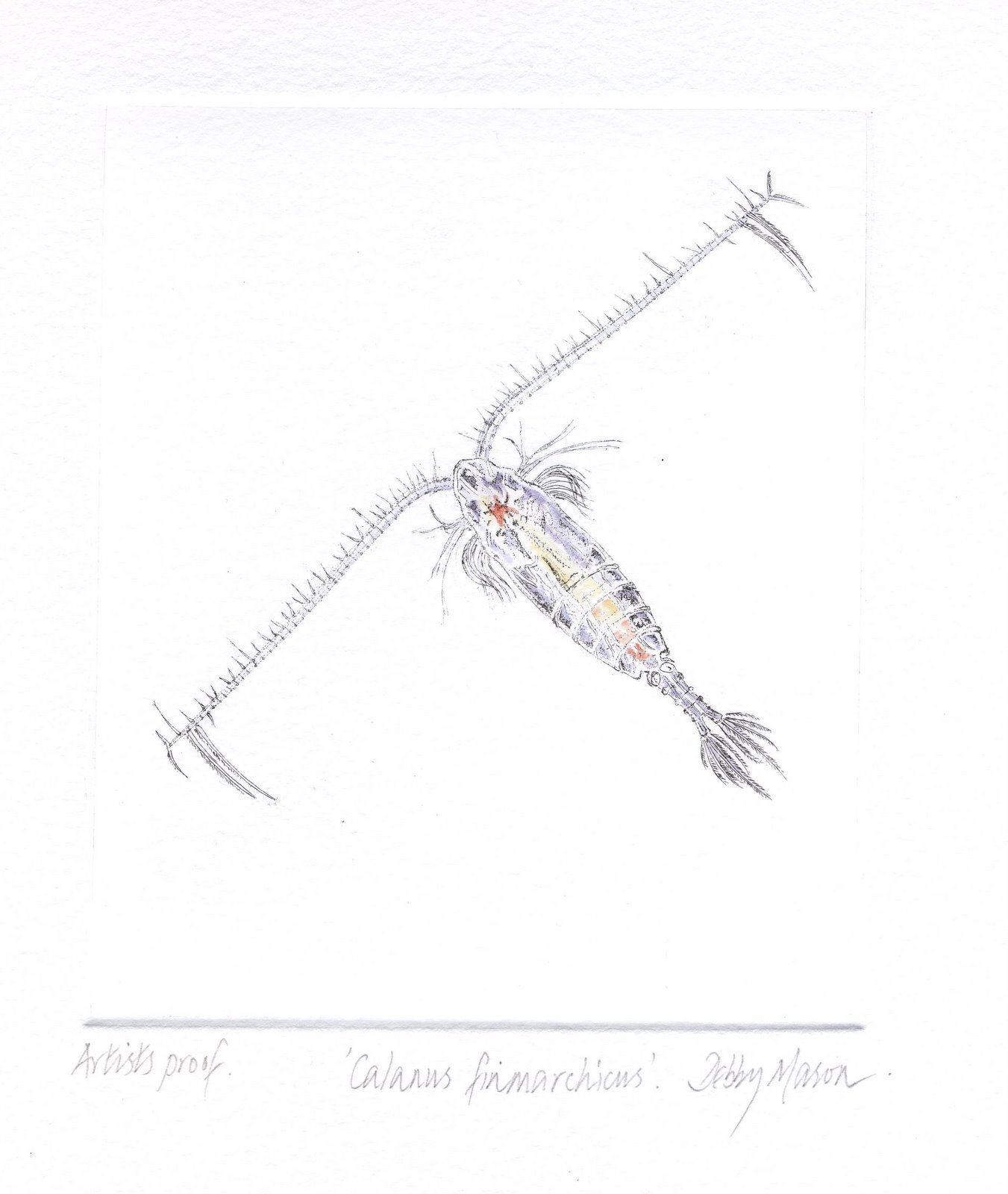 Calanus finmarchicus - Plankton Small Prints Hand Coloured Etching ...