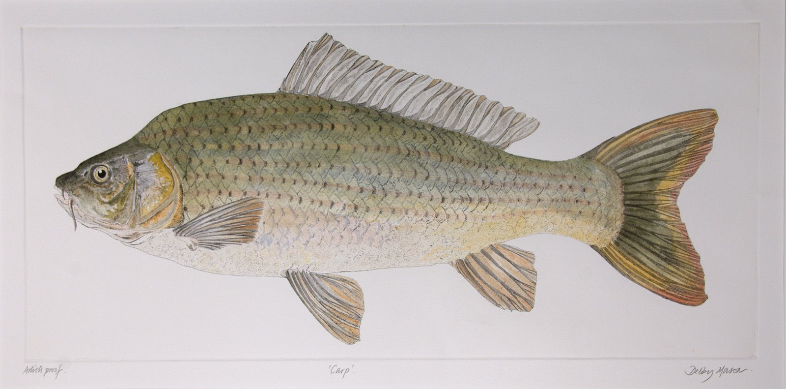 Carp Print - Fresh Water Fish Aprons Hand Coloured Etching Print by ...