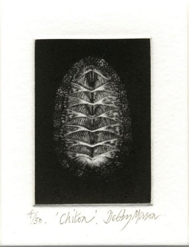 Chiton - Molluscs Hand Coloured Etching Print by Artist Debby Mason