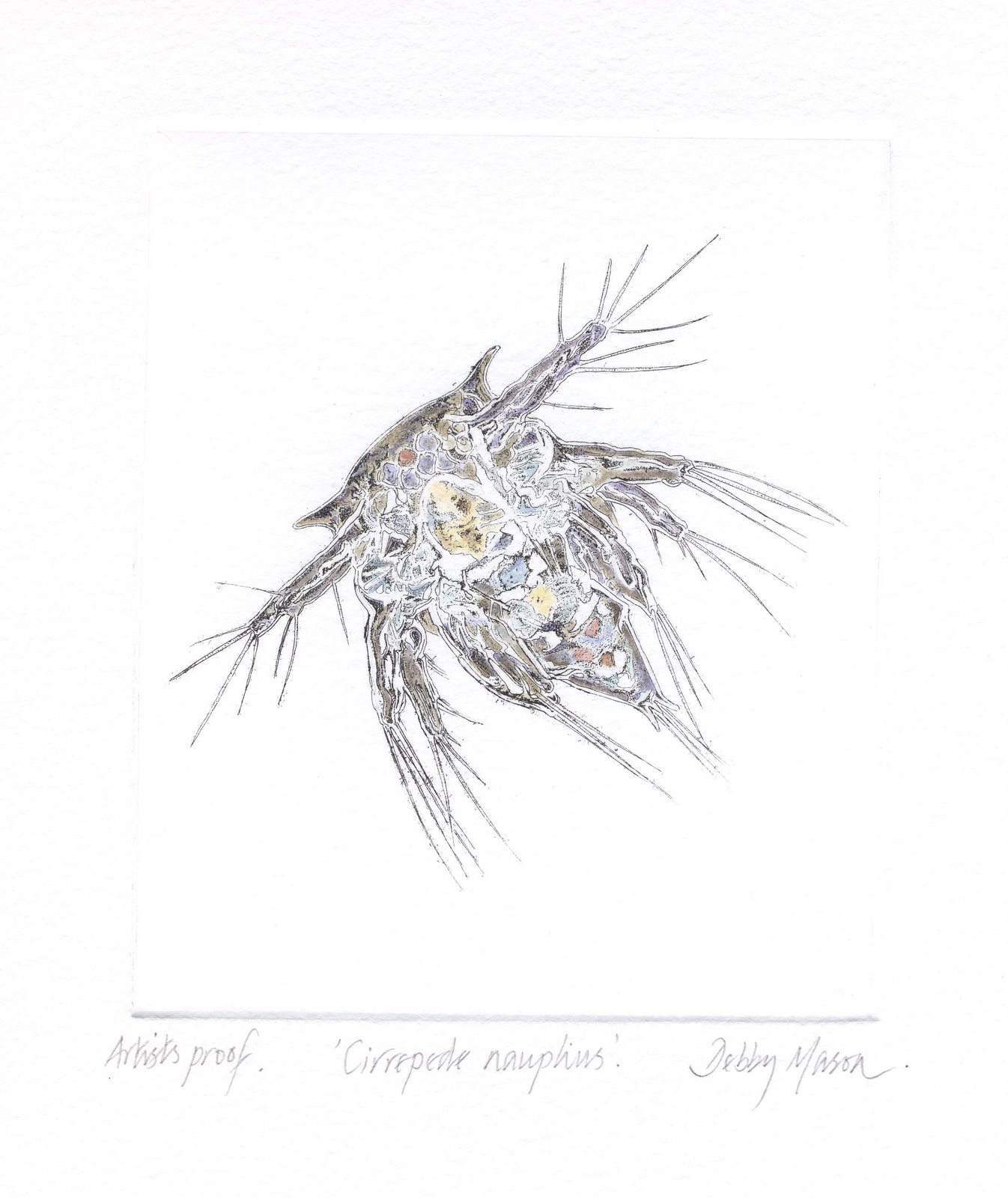 Cirrepede nauplius (Barnacle) - Plankton Small Prints Hand Coloured ...