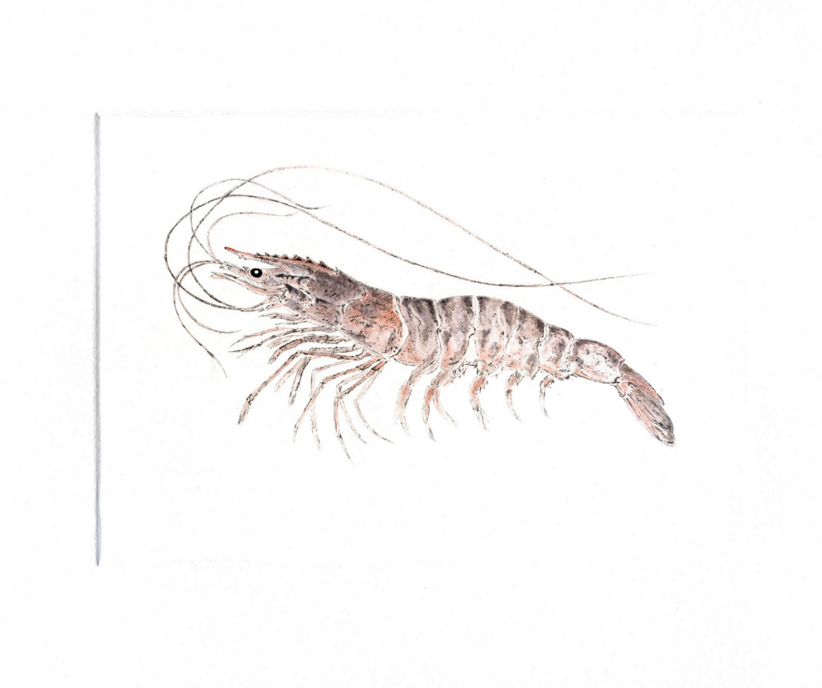 Common Prawn - Crustaceans Small Prints Hand Coloured Etching Print by ...