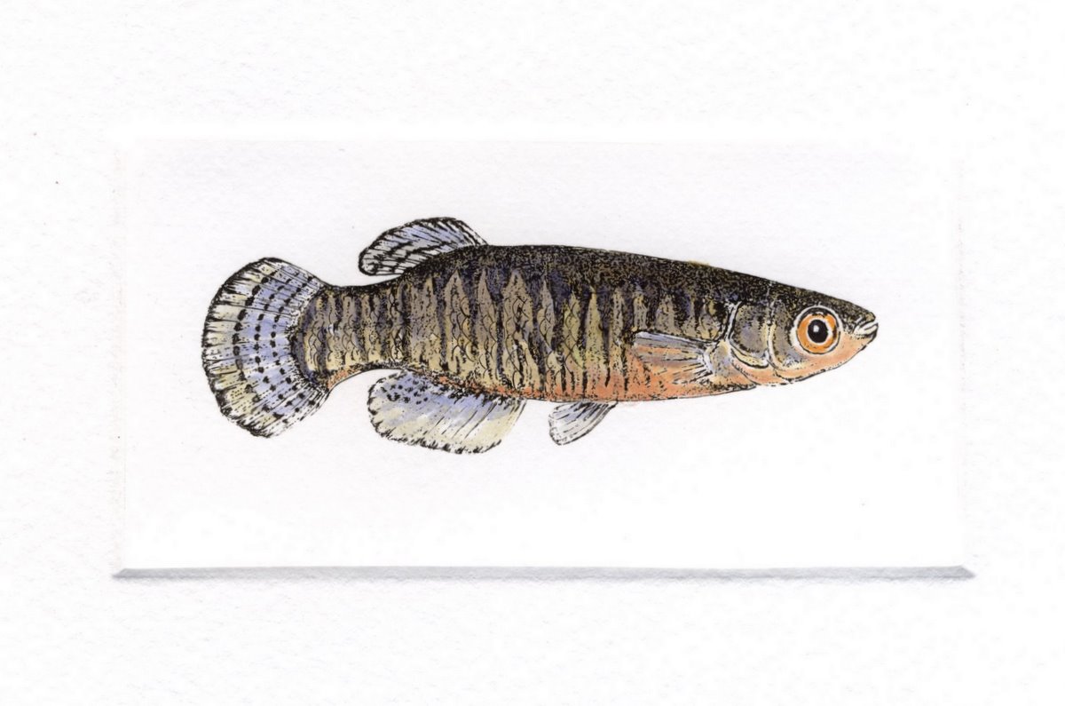 Corfu Killifish - Fresh Water Fish Medium Prints Hand Coloured Etching ...