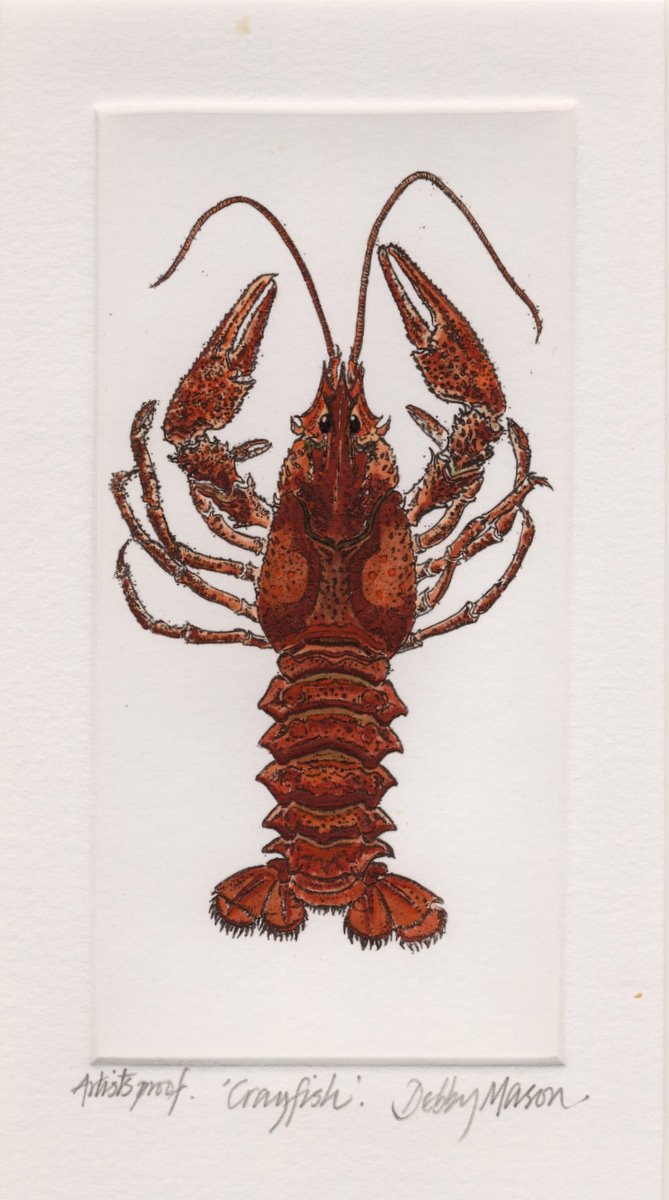 Crayfish - Crustaceans Small Prints Hand Coloured Etching Print by ...