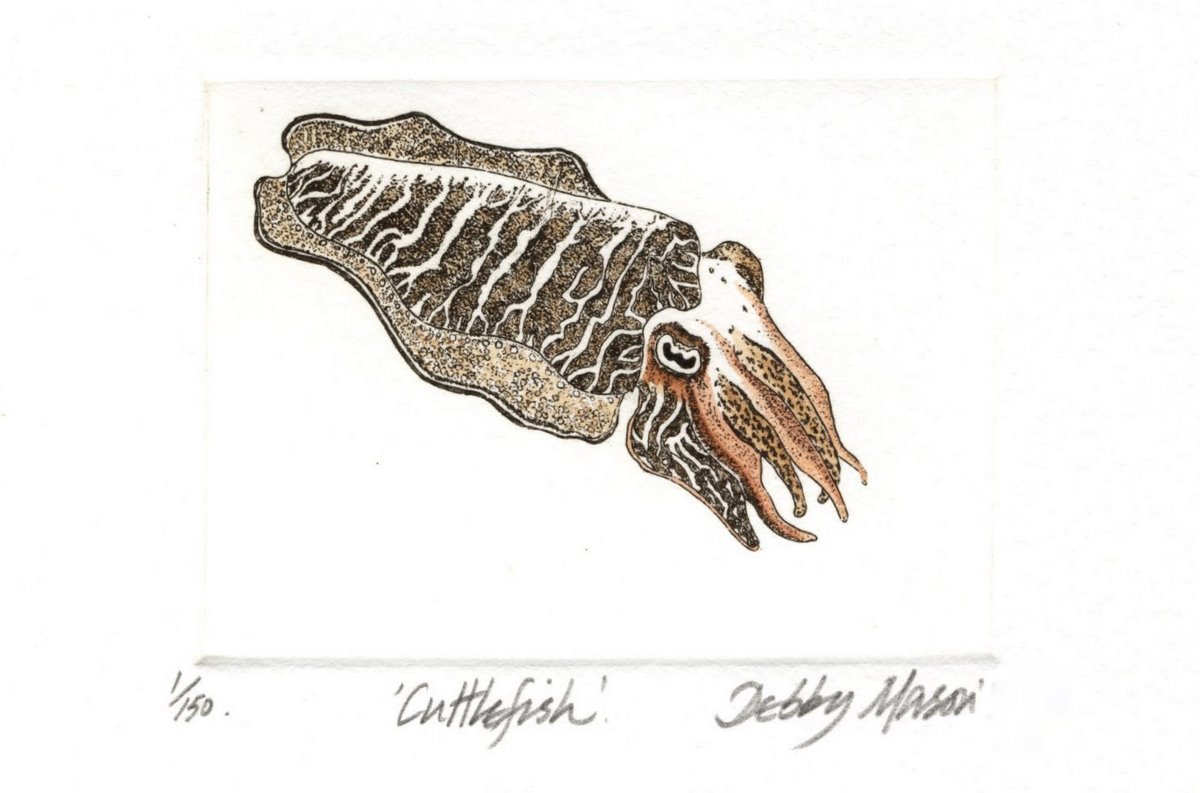 Cuttlefish - Cephalopods Hand Coloured Etching Print by Artist Debby Mason