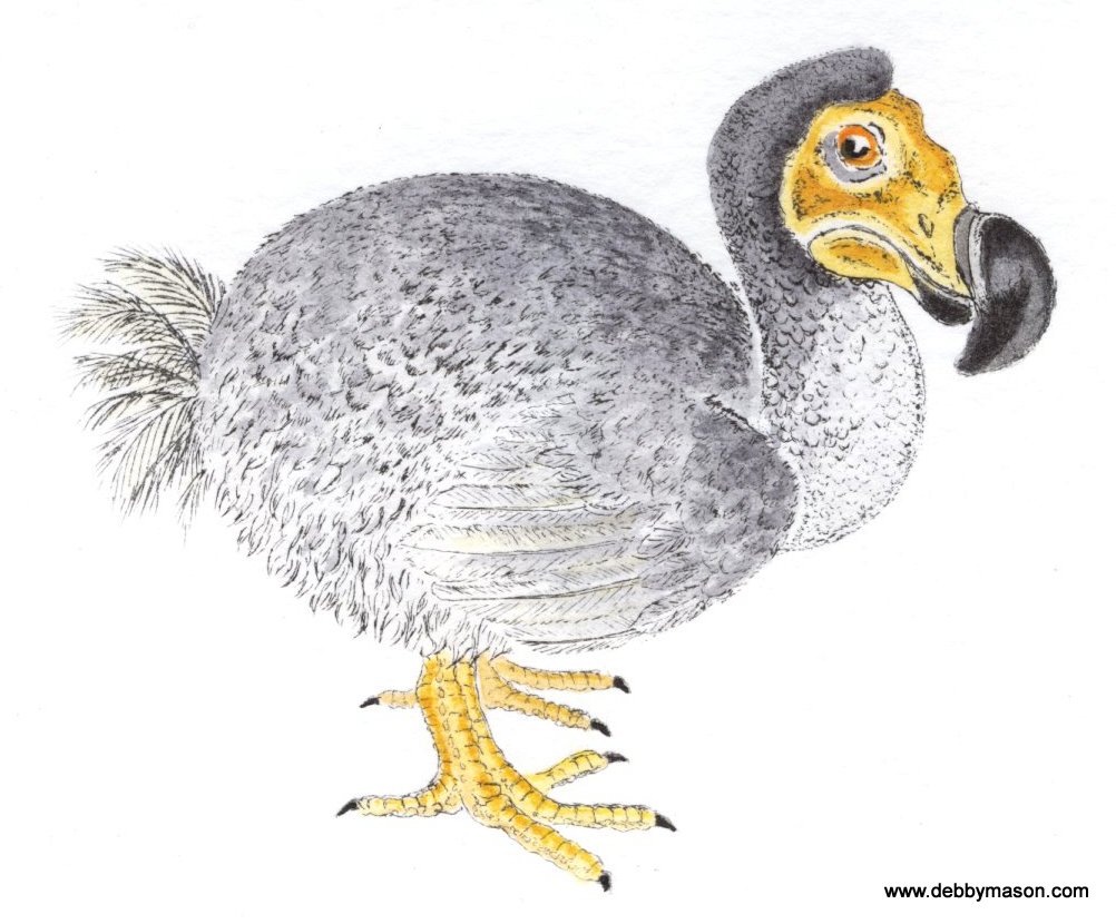 Dodo - Birds Small Prints Hand Coloured Etching Print by Artist Debby Mason