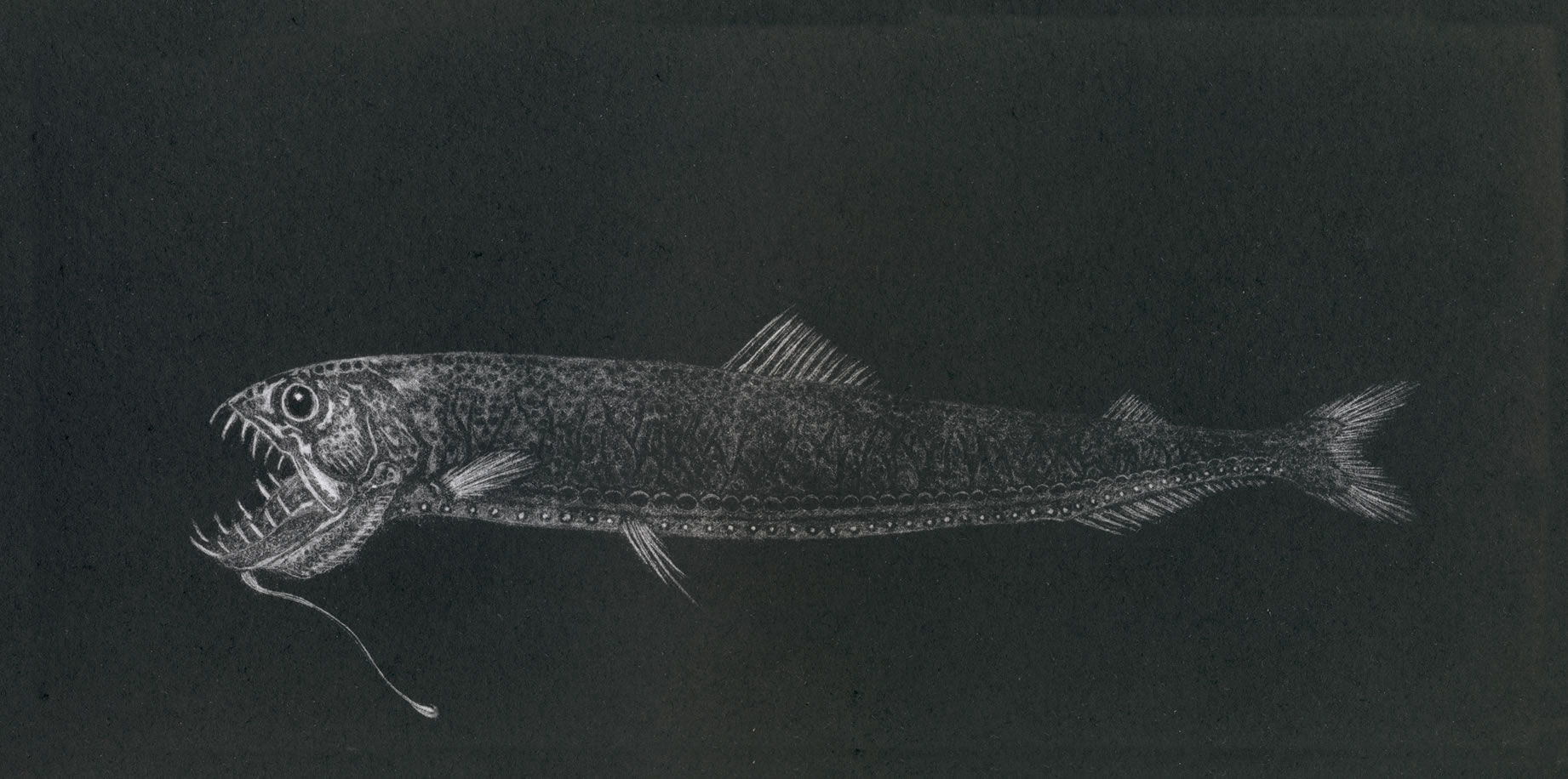 Freshwater Dragon Fish Full Size