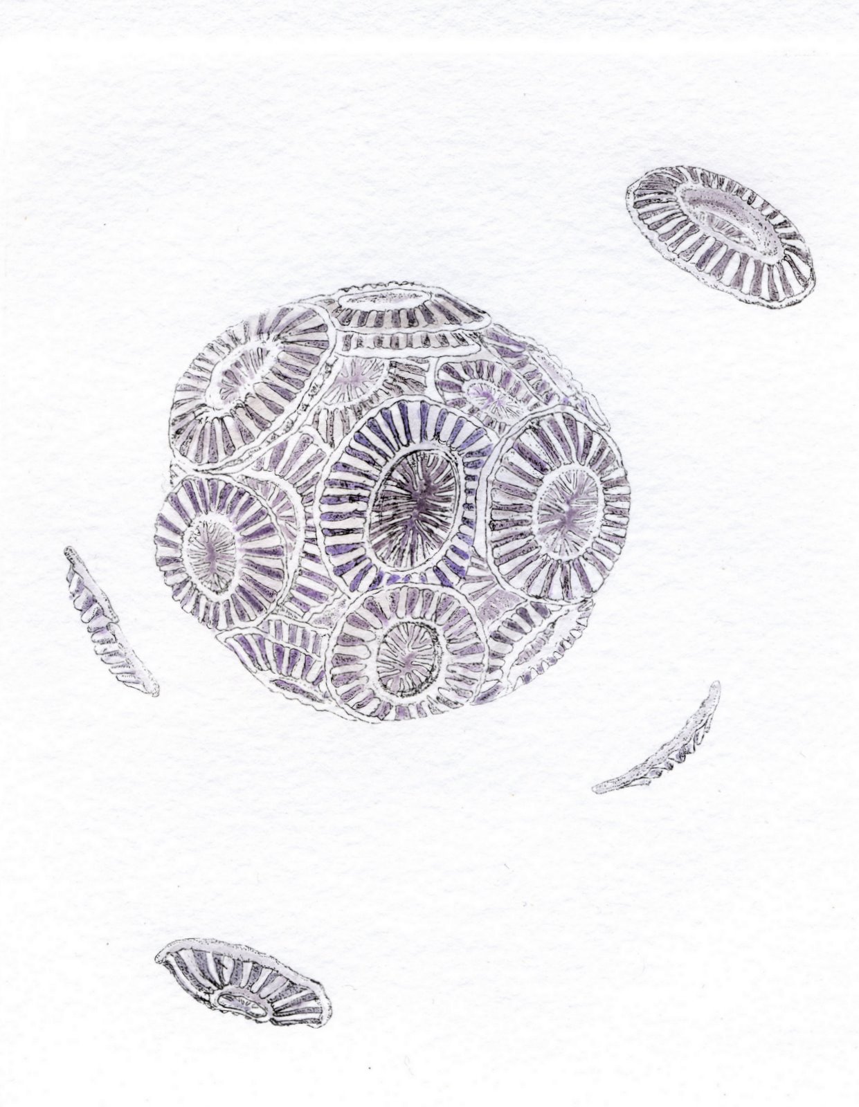 Emiliania huxleyi - Plankton Small Prints Hand Coloured Etching Print ...