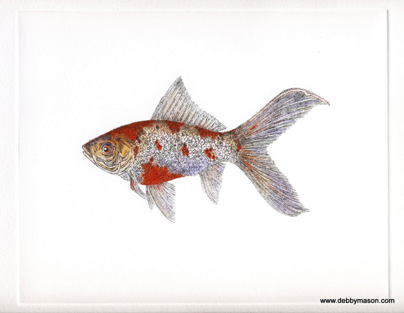 Goldfish - Fresh Water Fish Medium Prints Hand Coloured Etching Print ...