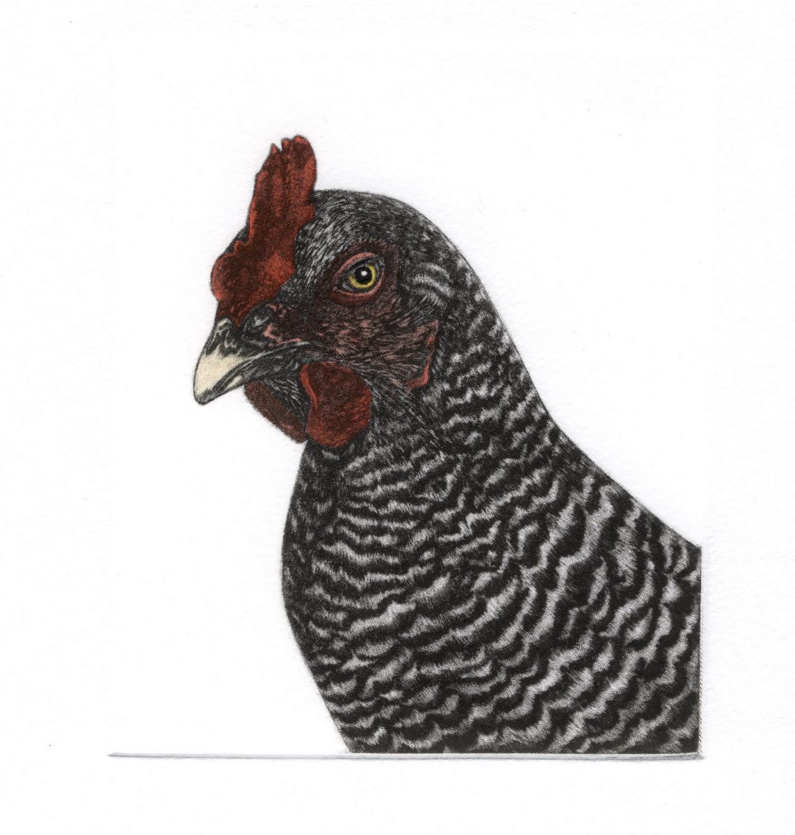 Hen - Birds Medium Prints Hand Coloured Etching Print by Artist Debby Mason