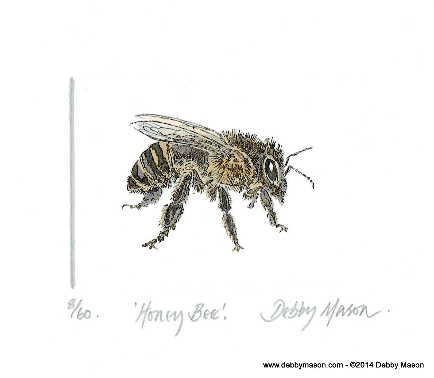Honey Bee - Insects Small Prints Hand Coloured Etching Print by Artist ...
