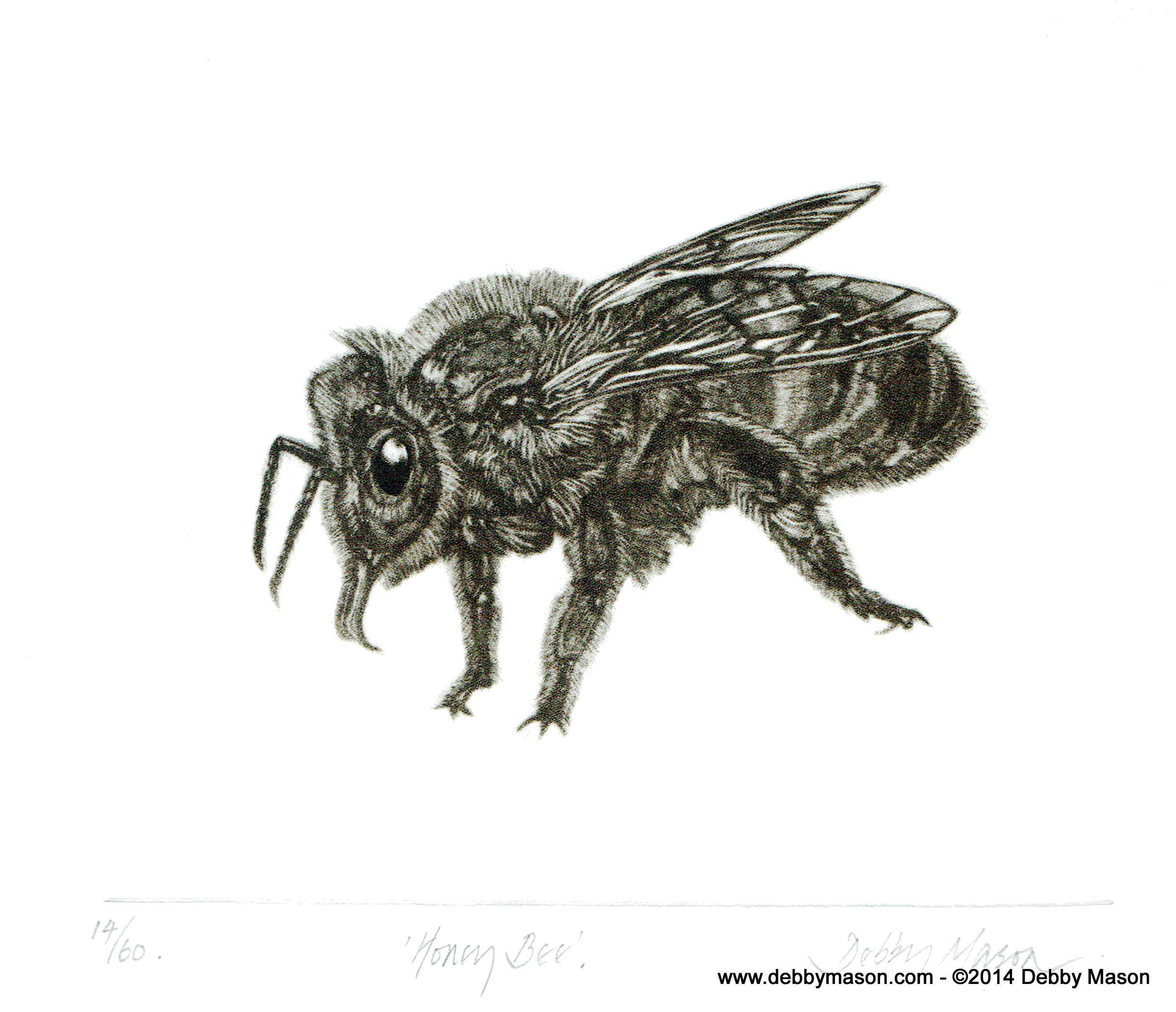 Honey Bee - Insects Medium Prints Hand Coloured Etching Print by Artist ...