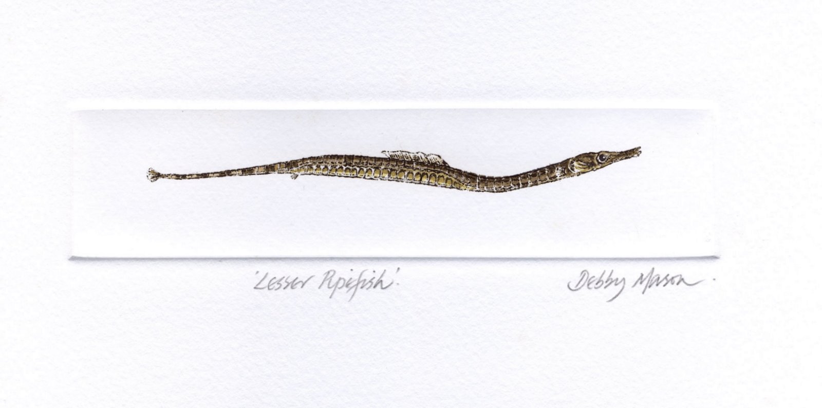 Lesser Pipefish - Sea Horses Small Prints Hand Coloured Etching Print ...