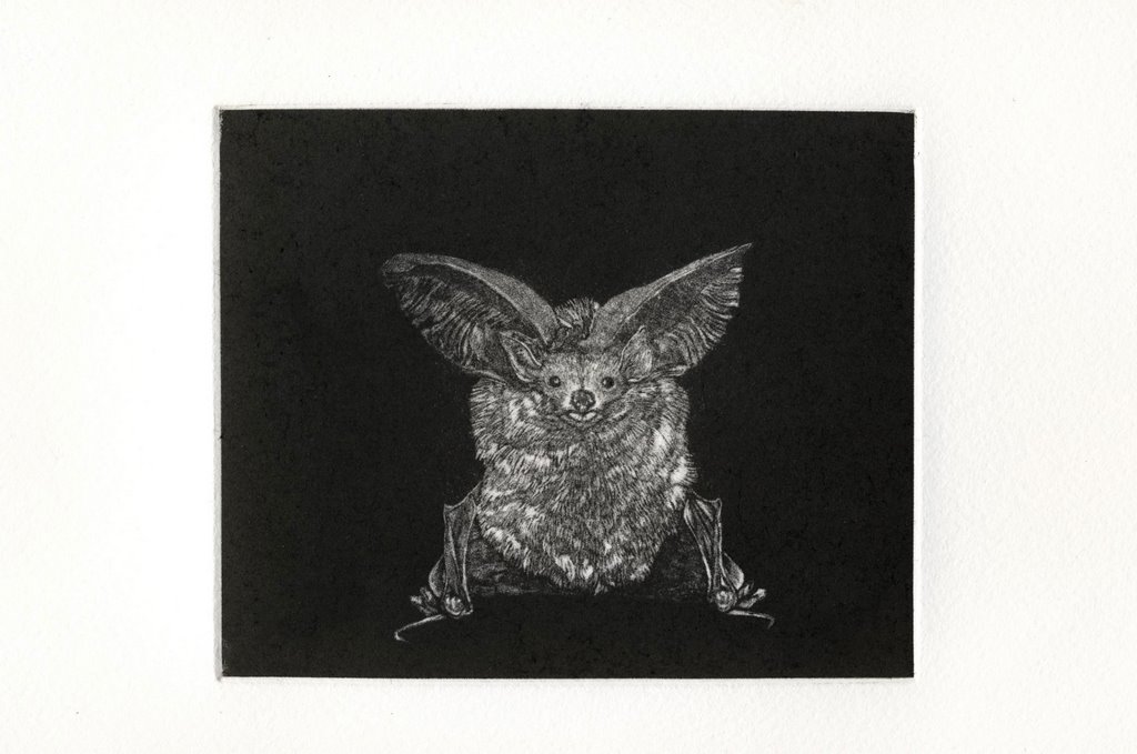 Long Eared Bat - Mammals Small Prints Hand Coloured Etching Print by ...