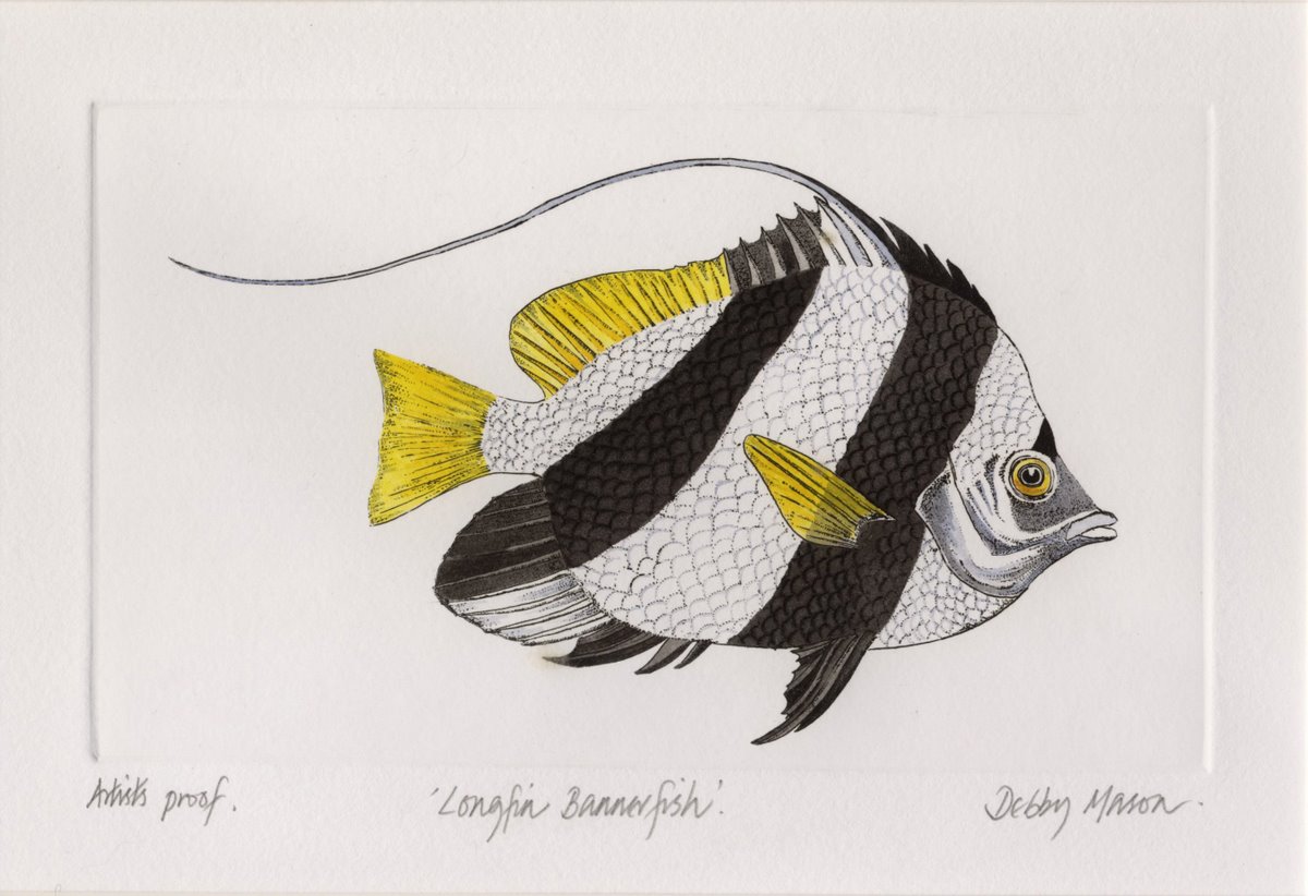 Longfin Bannerfish - Coral Seas Small Prints Hand Coloured Etching ...