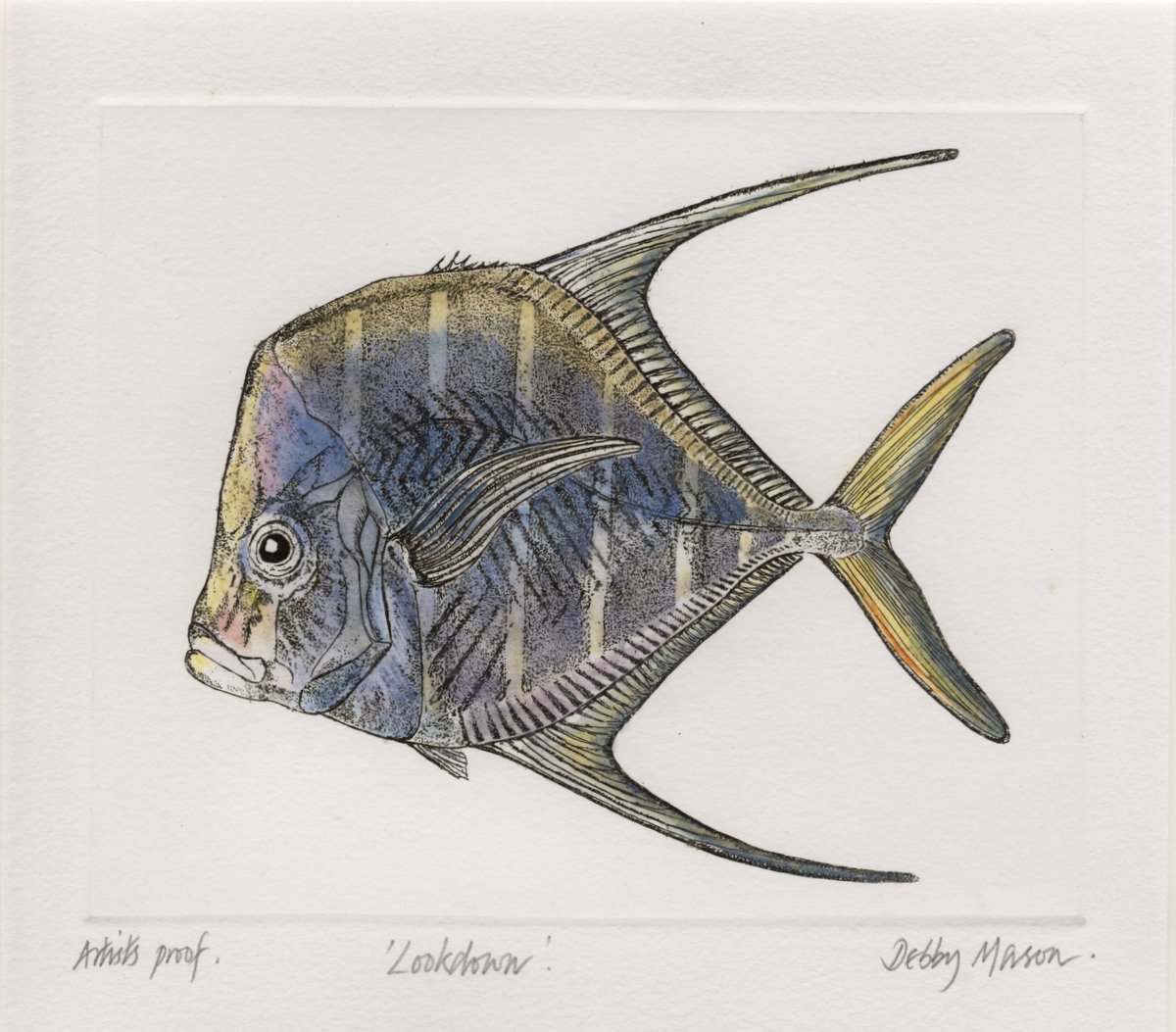 Lookdown - Coral Seas Medium Prints Hand Coloured Etching Print by ...