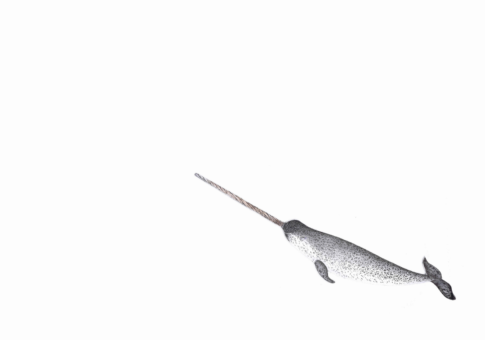 Narwhal - Cetaceans Large Prints Hand Coloured Etching Print by Artist ...