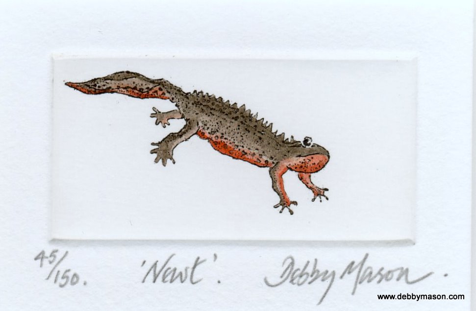 Newt - Amphibians Small Prints Hand Coloured Etching Print by Artist ...