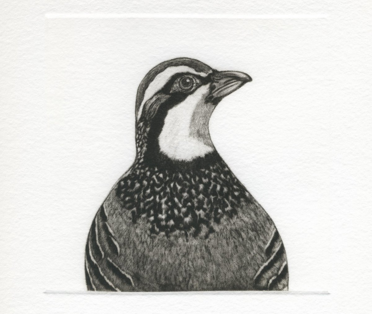 Red-legged Partridge (From 'The Game Cook') - Birds Small Prints Hand ...