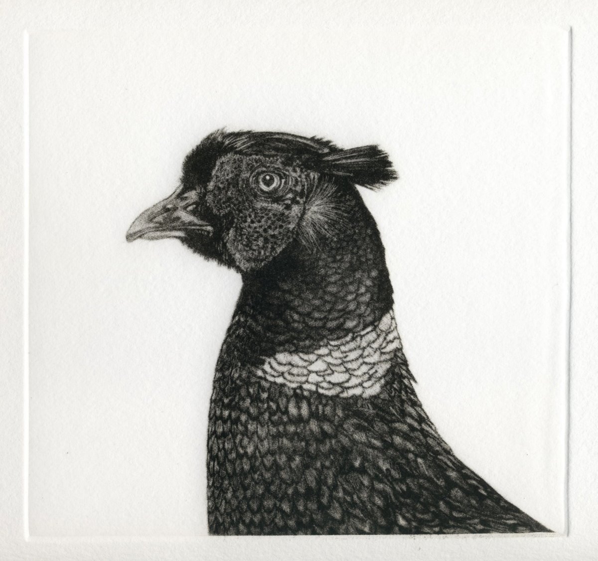 pheasant head drawing