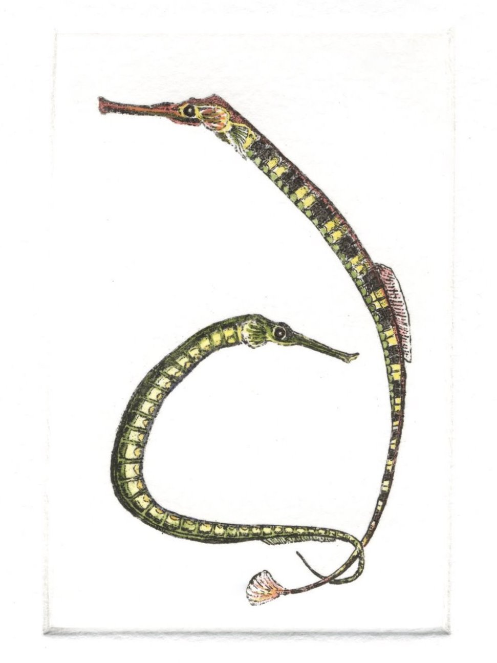 Pipefish - Sea Horses Small Prints Hand Coloured Etching Print by ...