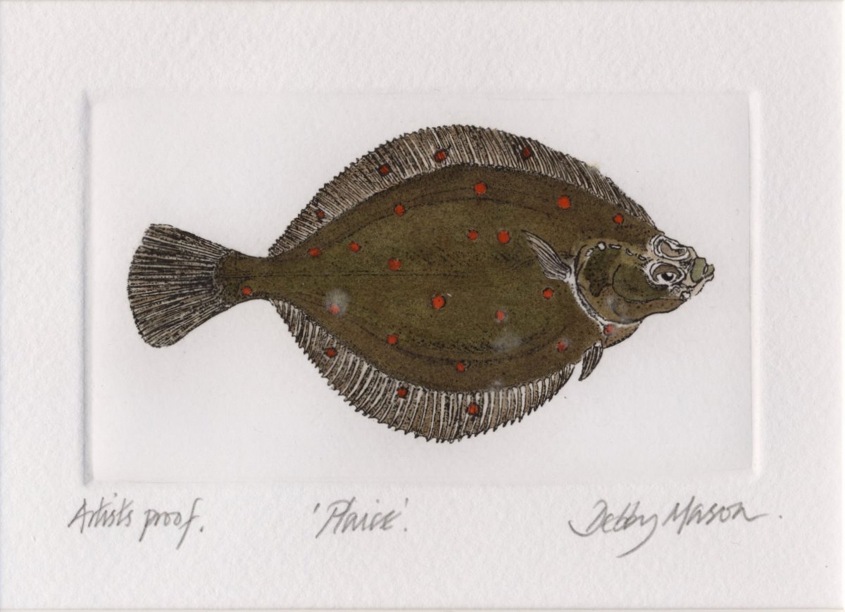 Plaice - Salt Water Fish (UK) Small Prints Hand Coloured Etching Print ...