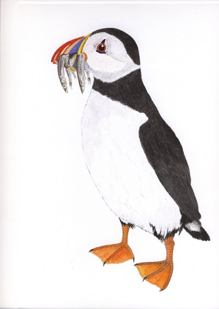 Puffin - Birds Hand Coloured Etching Print by Artist Debby Mason