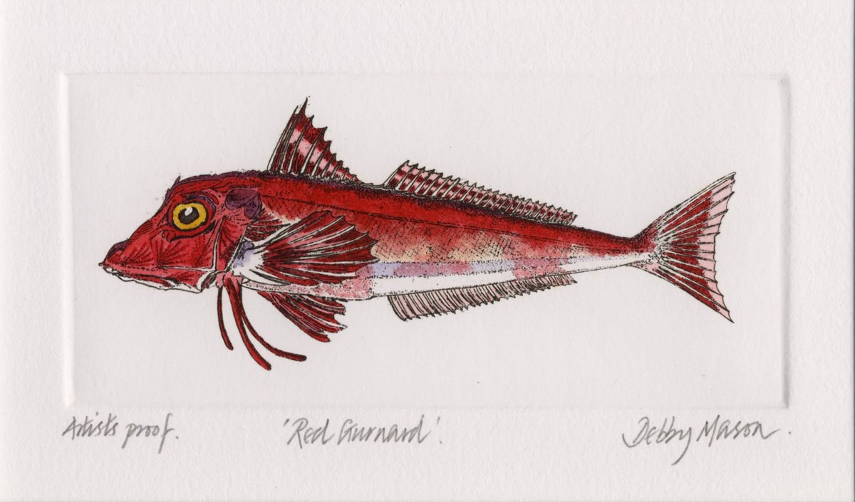 Red Gurnard - Salt Water Fish (UK) Small Prints Hand Coloured Etching ...