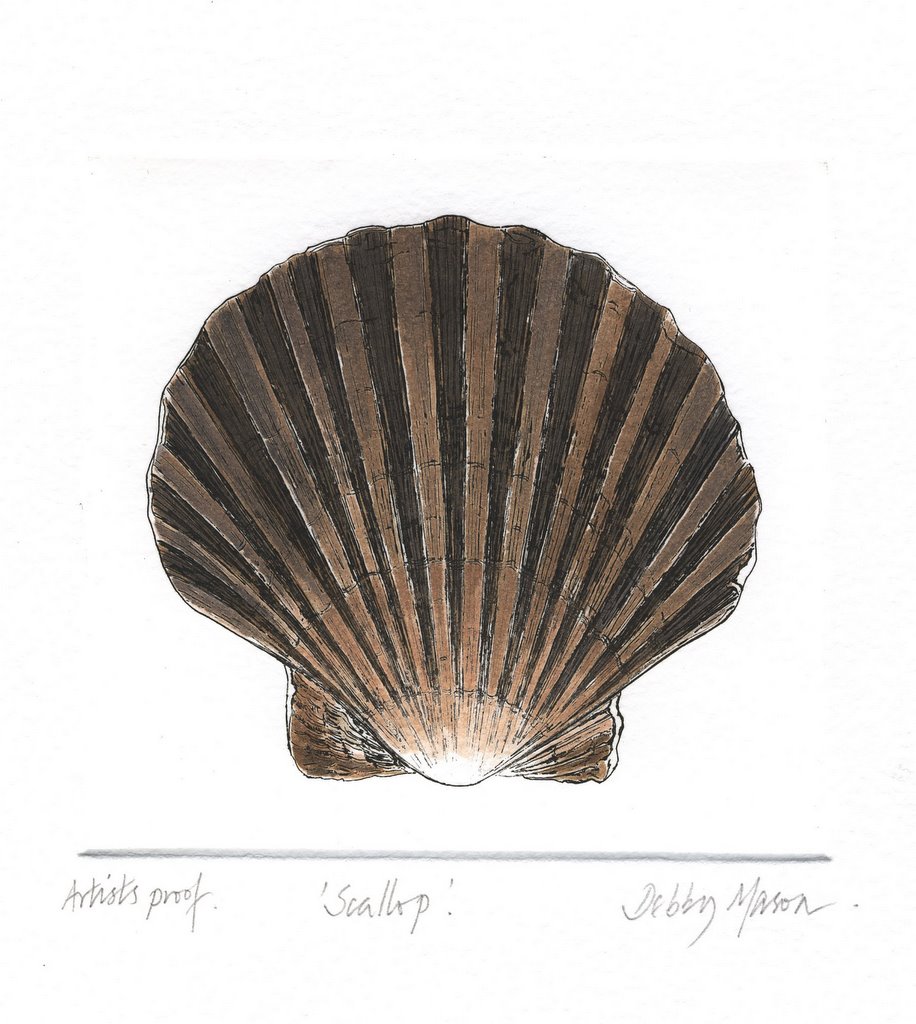 Scallop - Molluscs Medium Prints Hand Coloured Etching Print by Artist ...