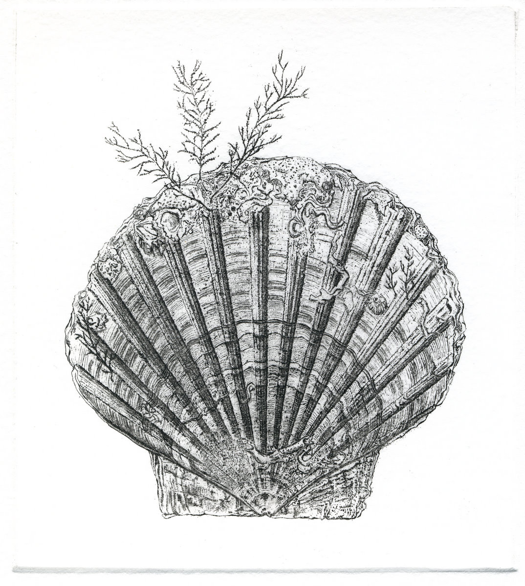 Scallop (From 'The Game Cook') - Molluscs Small Prints Hand Coloured ...