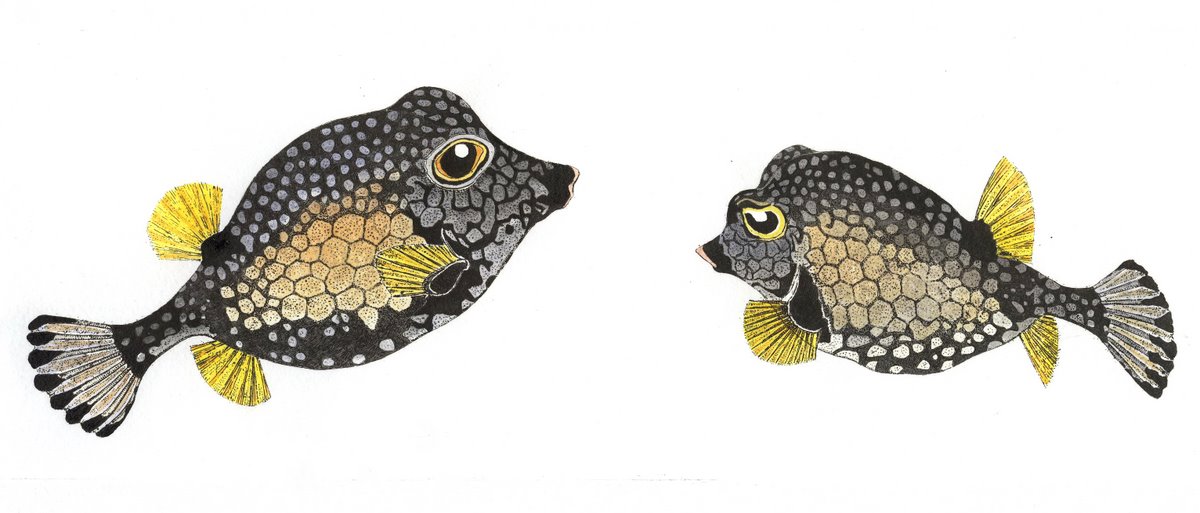 Smooth Trunkfish - Coral Seas Small Prints Hand Coloured Etching Print ...