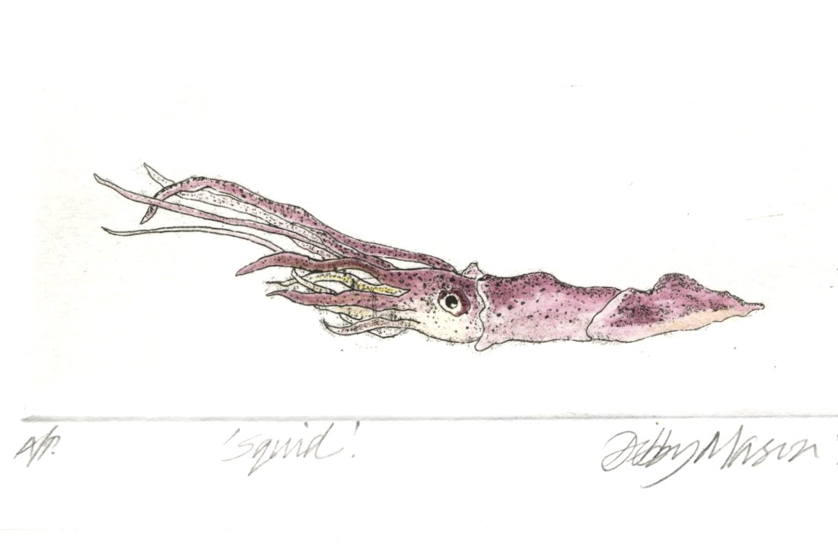 Squid - Cephalopods Small Prints Hand Coloured Etching Print by Artist ...