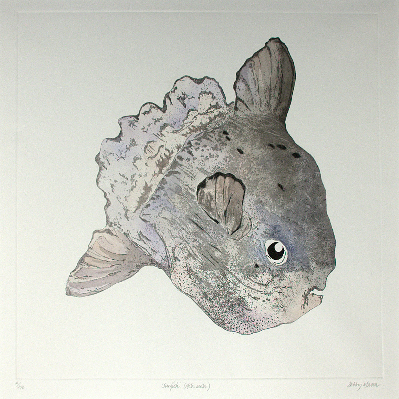 Sunfish Large - Salt Water Fish (UK) Hand Coloured Etching Print by ...