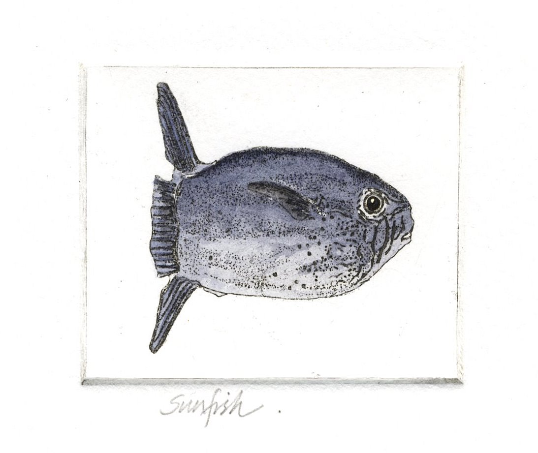 Sunfish Small - Salt Water Fish (UK) Aprons Hand Coloured Etching Print ...