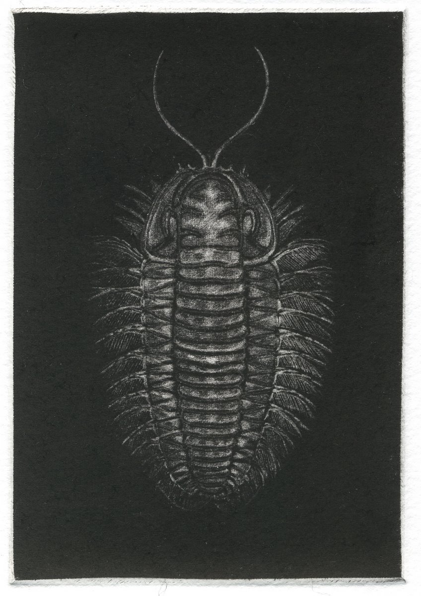 Trilobite - Crustaceans Small Prints Hand Coloured Etching Print by ...