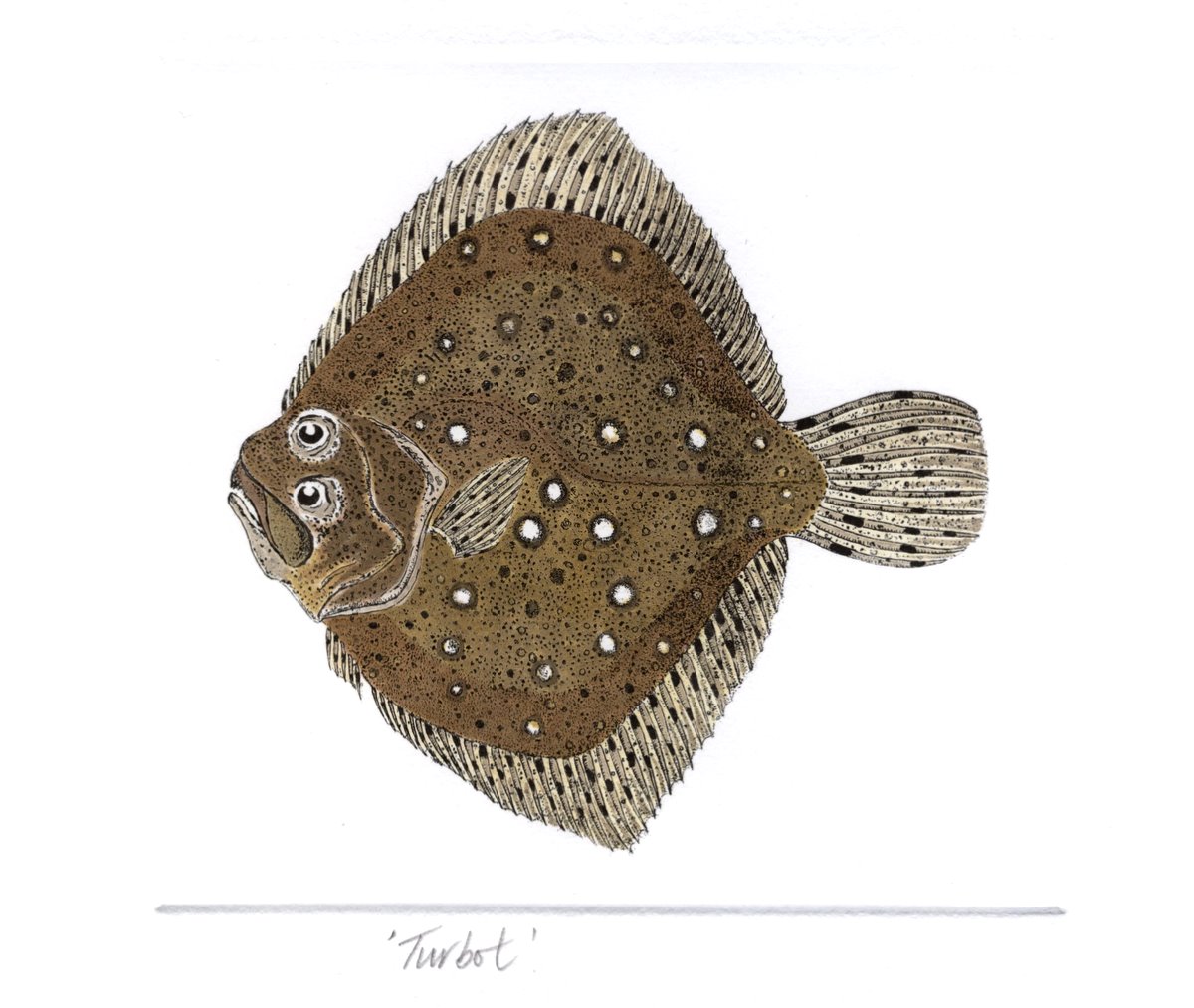 Turbot - Salt Water Fish (UK) Hand Coloured Etching Print by Artist ...