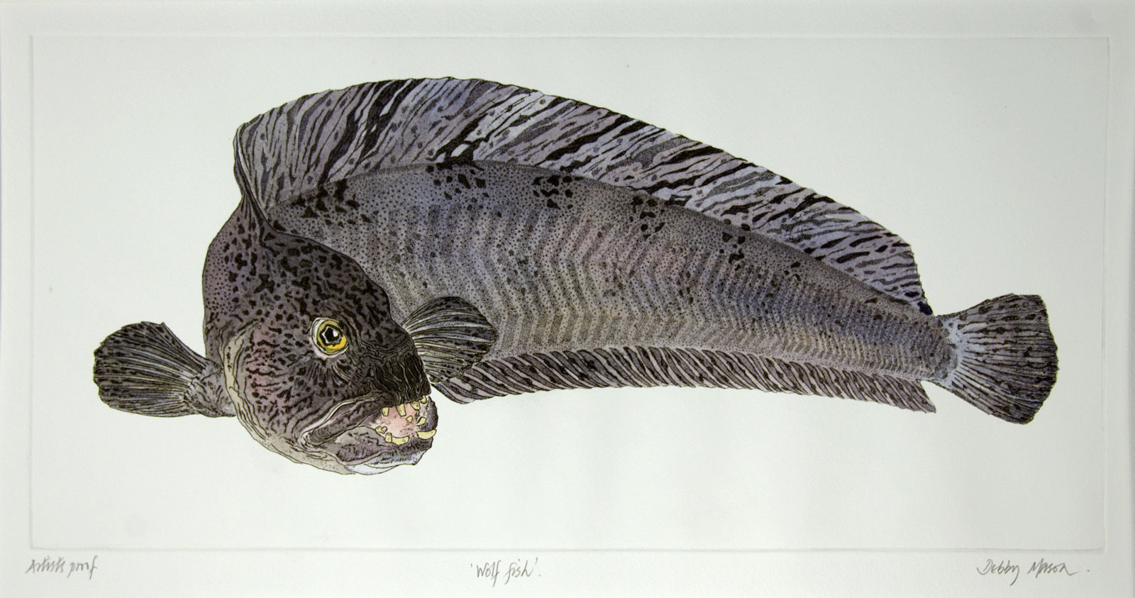 Wolf Fish (Catfish) - Salt Water Fish (UK) Medium Prints Hand Coloured ...