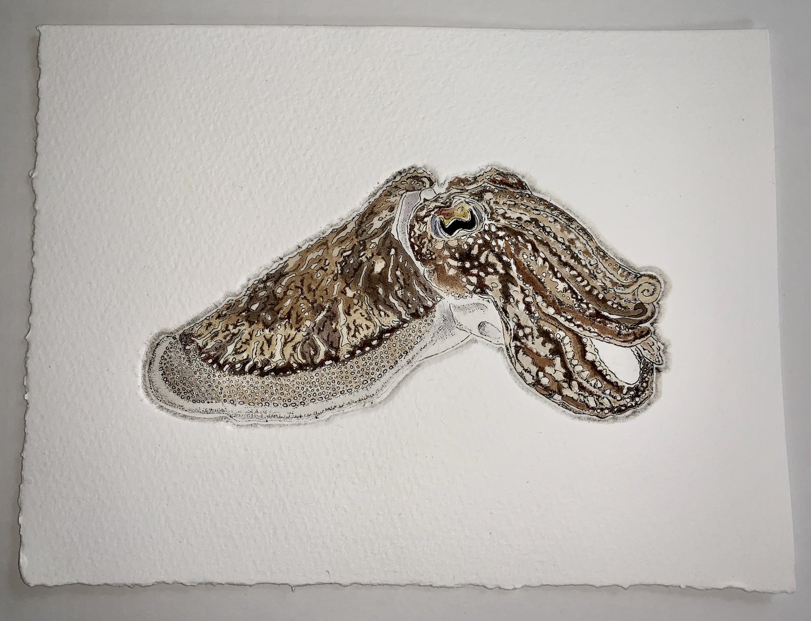 Cuttlefish II - Cephalopods Medium Prints Hand Coloured Etching Print ...