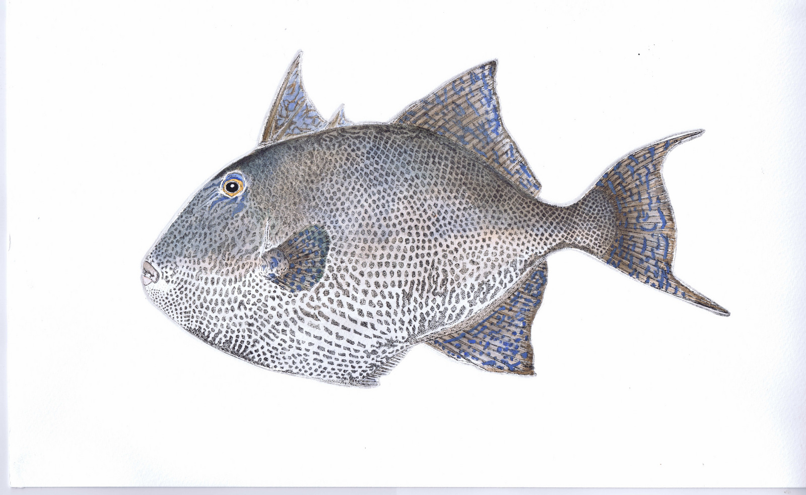 Grey Triggerfish - Salt Water Fish (UK) Small Prints Hand Coloured ...